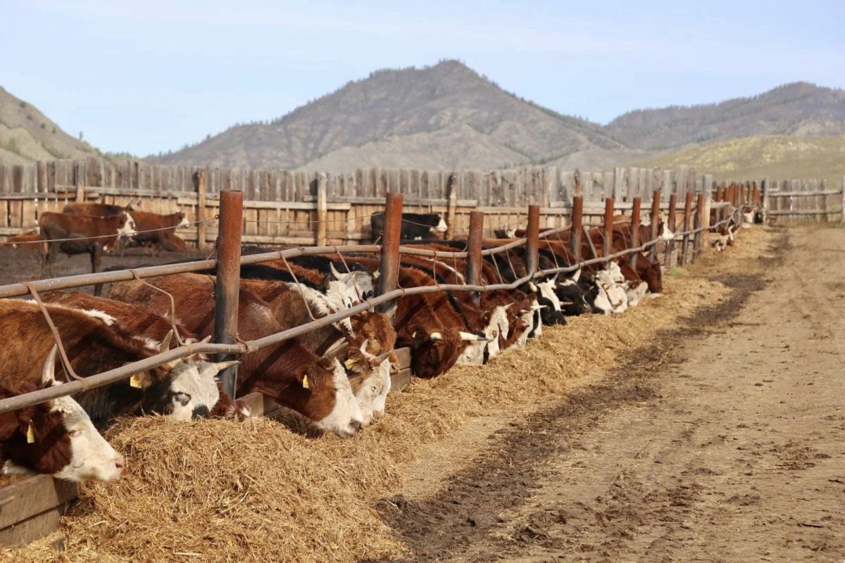 “Хөдөө аж ахуйн загвар хоршоо” д зориулан 3 2 тэрбум төгрөгийн зээл олгох төслийн материал
